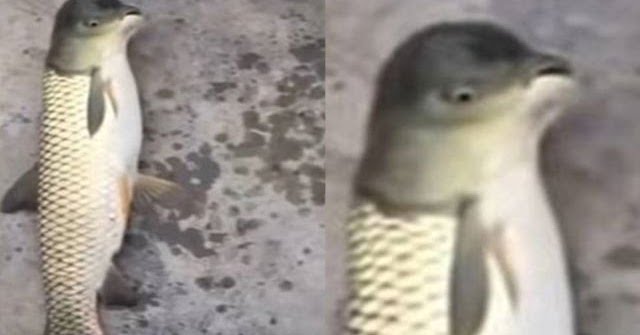 Pescador Chino Atrapó Un Pez Mutante Con Cabeza De Paloma | Mundo ...
